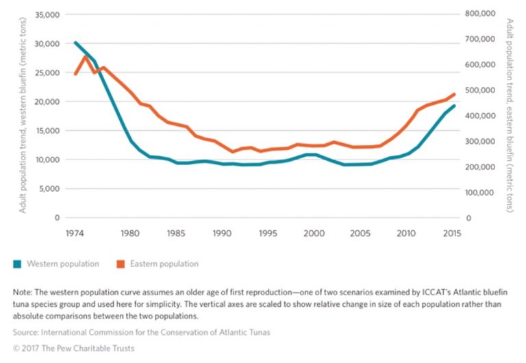 Bluefin Tuna: A case of overeating - ArcheanWeb